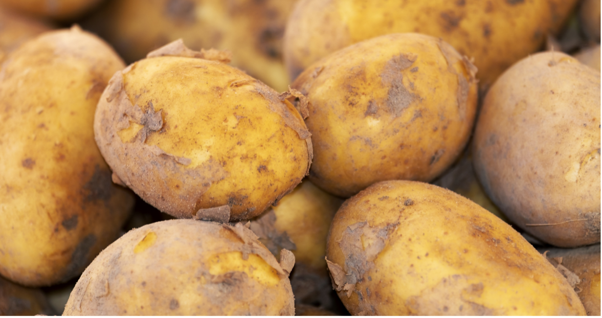 Boost your potato yield: the secret to firmer, healthier crops - Agro ...